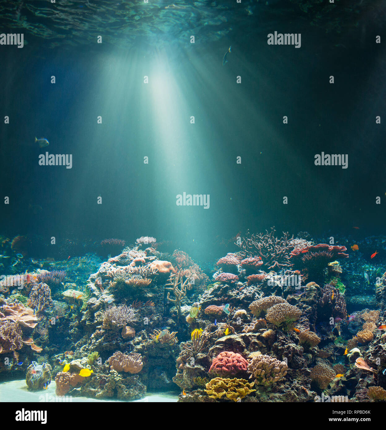 Meer unterwasser -Fotos und -Bildmaterial in hoher Auflösung – Alamy
