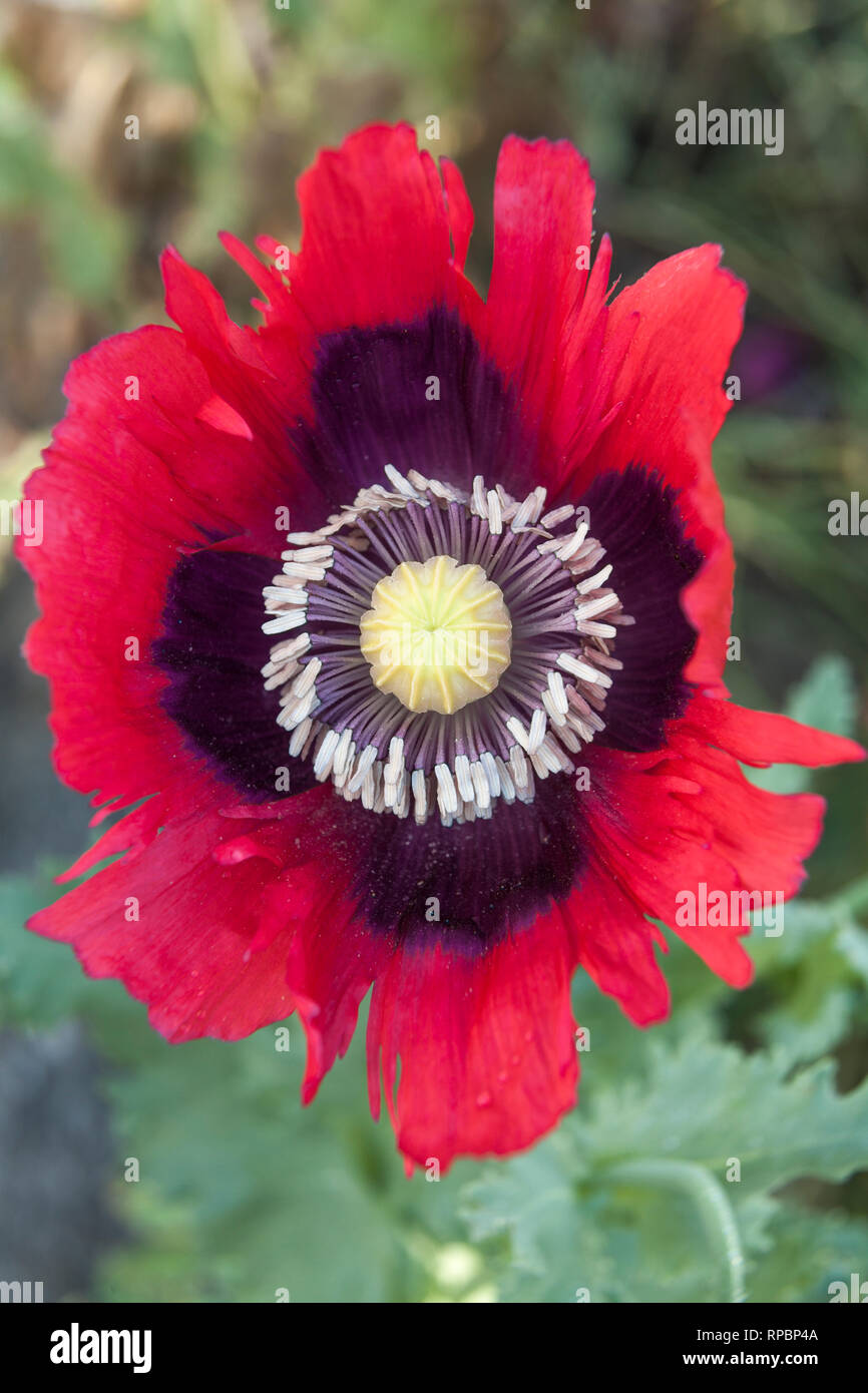 Schlafmohn, Papaver somniferum in Blume Stockfotografie - Alamy