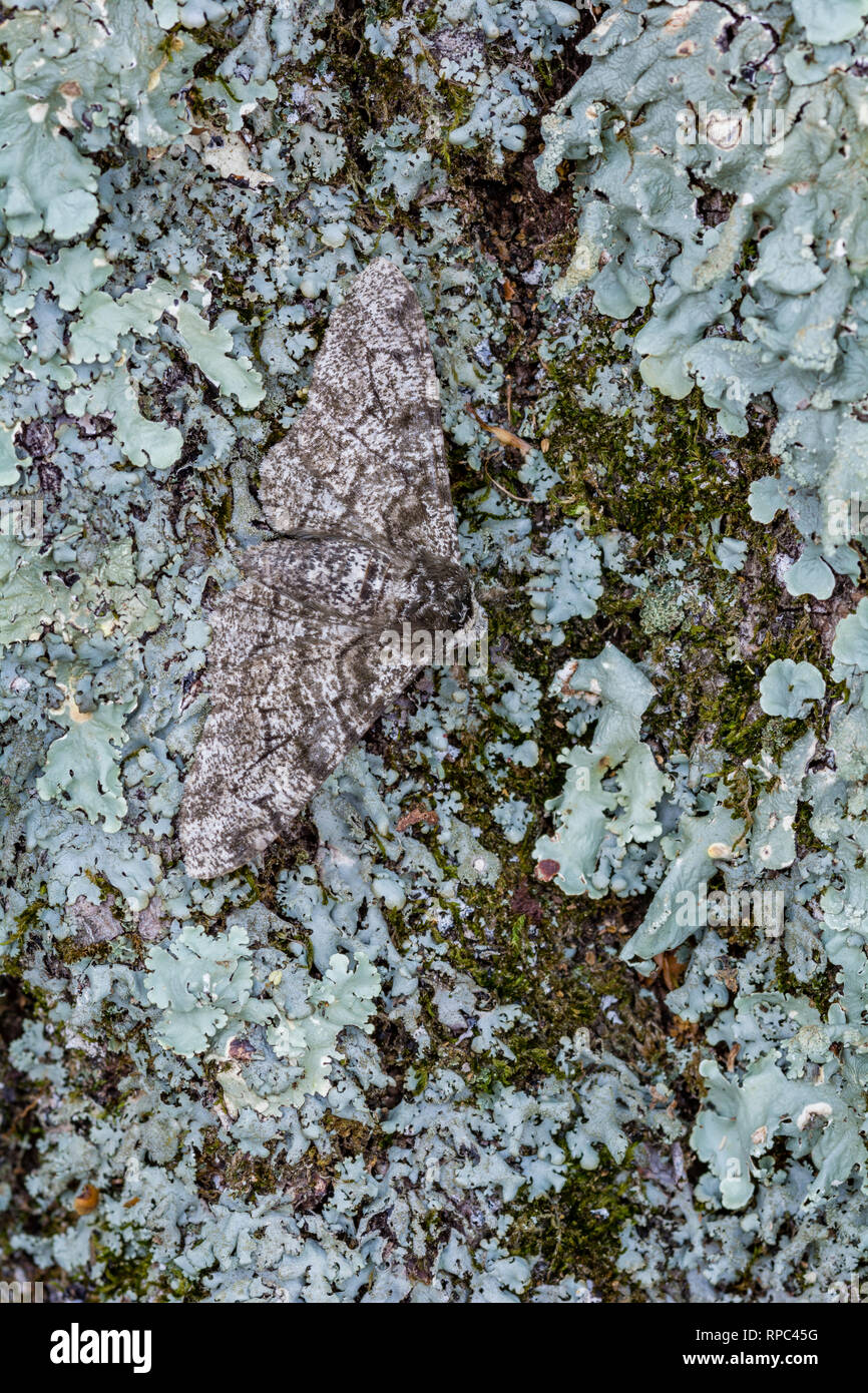 Biston betularia typica -Fotos und -Bildmaterial in hoher Auflösung – Alamy
