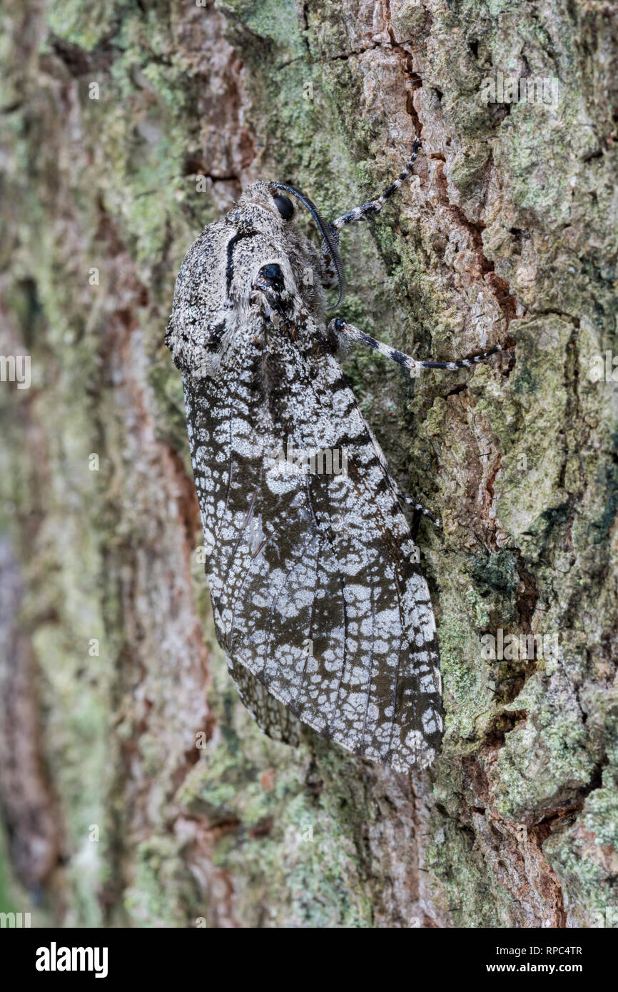 Prionxystus robinae -Fotos und -Bildmaterial in hoher Auflösung – Alamy