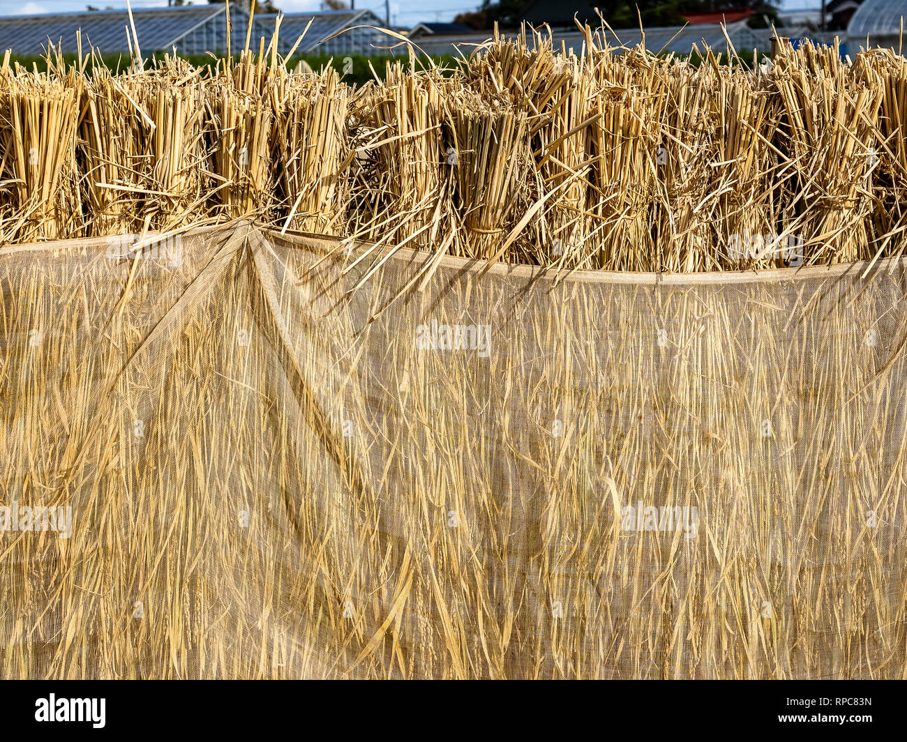 Frisch geernteter reis -Fotos und -Bildmaterial in hoher Auflösung – Alamy