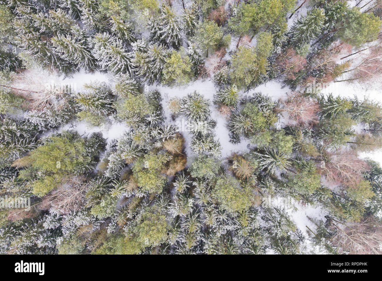 Nadelwald im winter -Fotos und -Bildmaterial in hoher Auflösung – Alamy