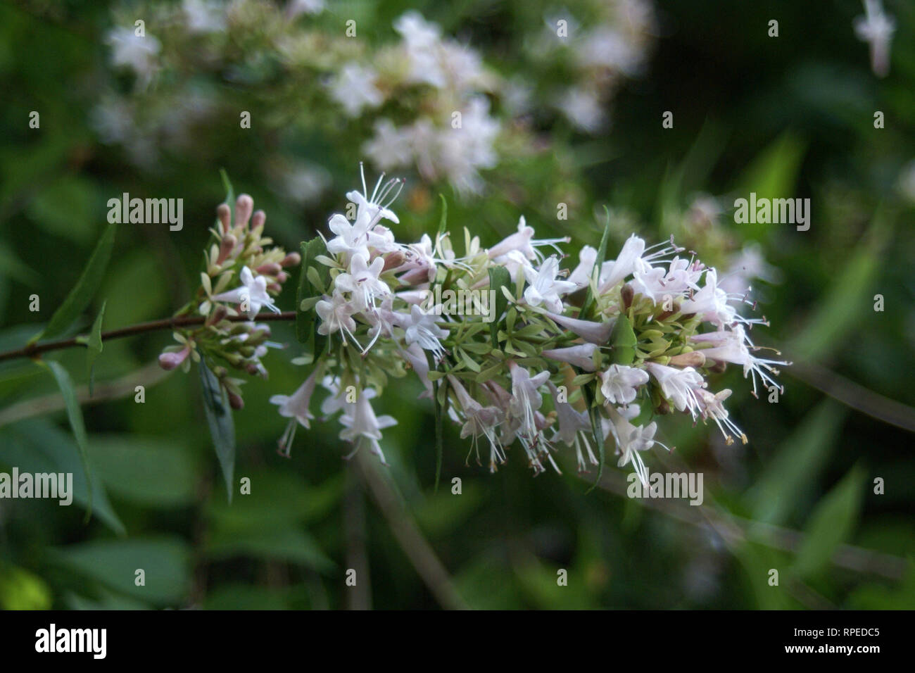 Linnaea chinensis -Fotos und -Bildmaterial in hoher Auflösung – Alamy
