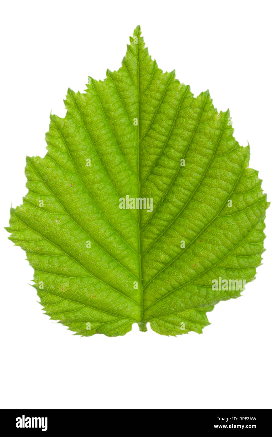 Das Blatt von Haselnuss auf weißem Hintergrund Stockfotografie - Alamy