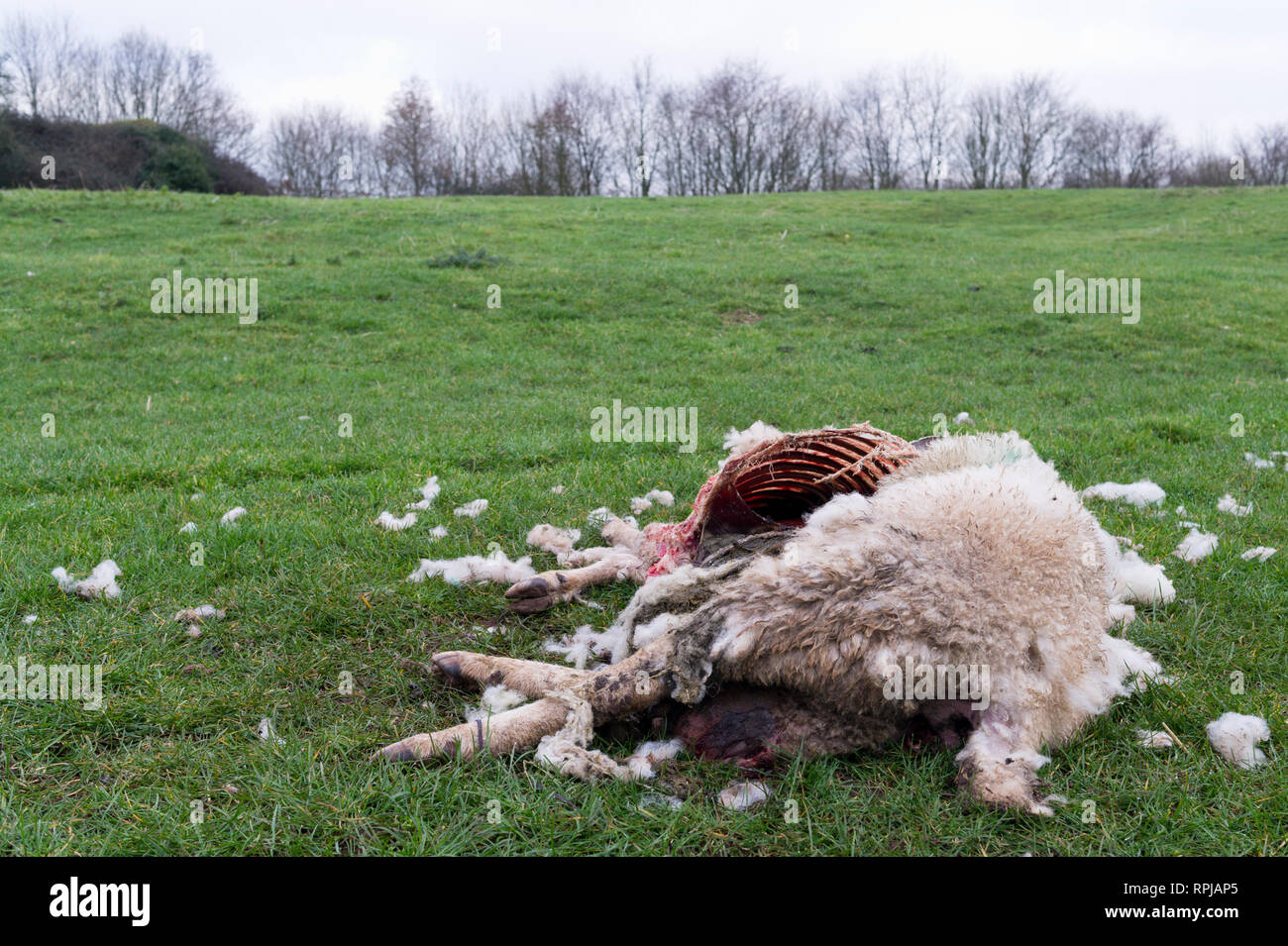 Dead sheep -Fotos und -Bildmaterial in hoher Auflösung – Alamy