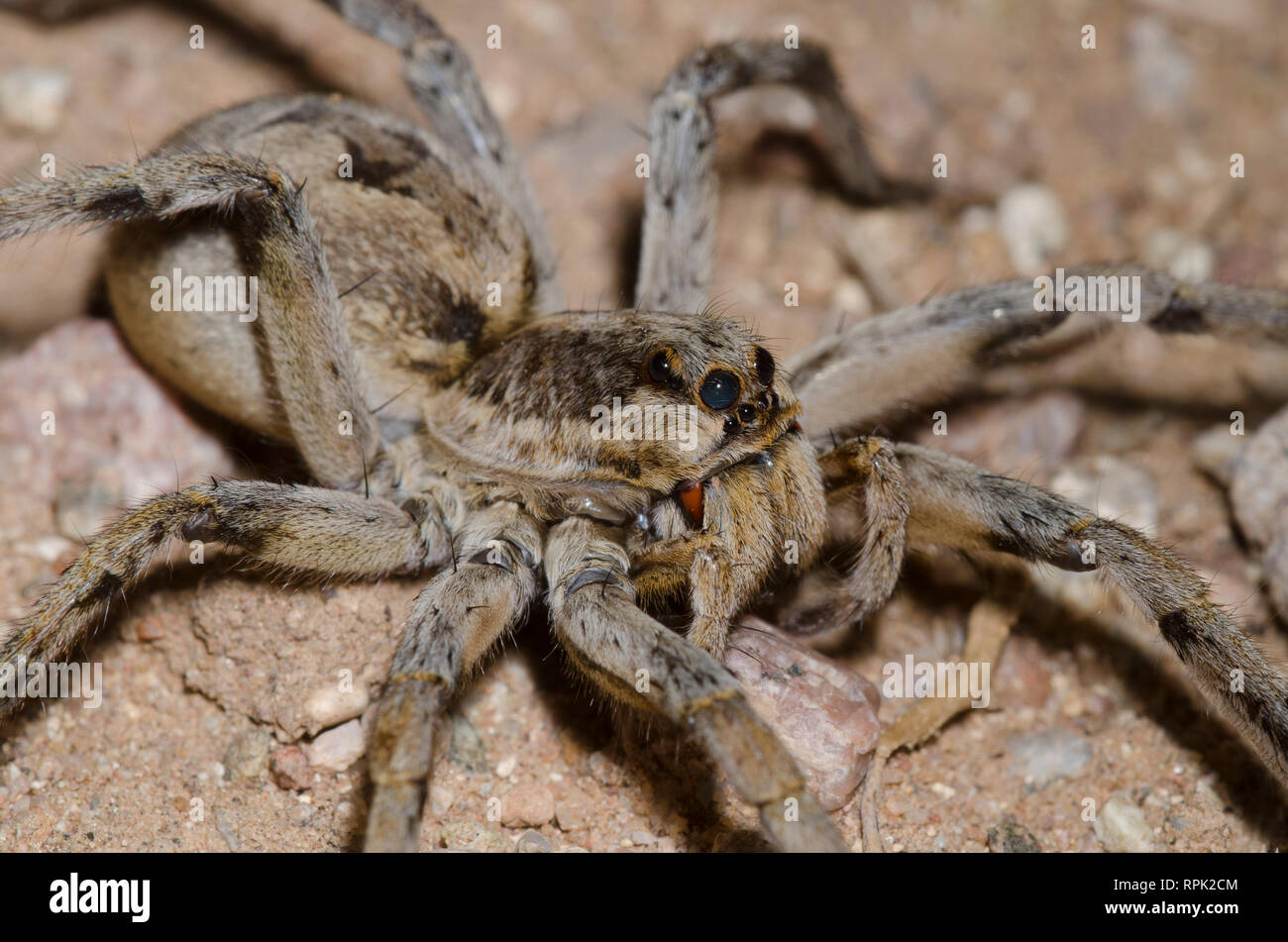 Carolina wolfspinne -Fotos und -Bildmaterial in hoher Auflösung – Alamy