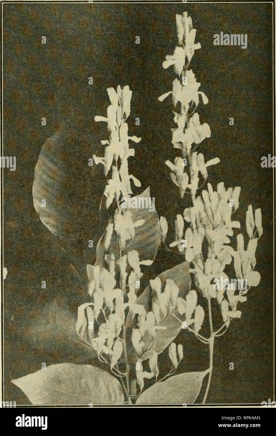 Verschiedene bienenarten -Fotos und -Bildmaterial in hoher Auflösung ...