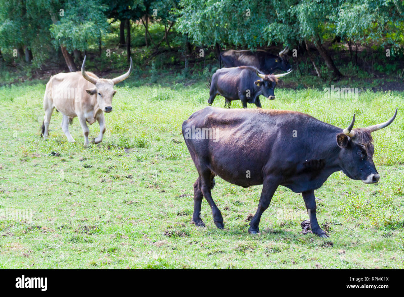 Toro de los heck Stockfotos und -bilder Kaufen - Alamy