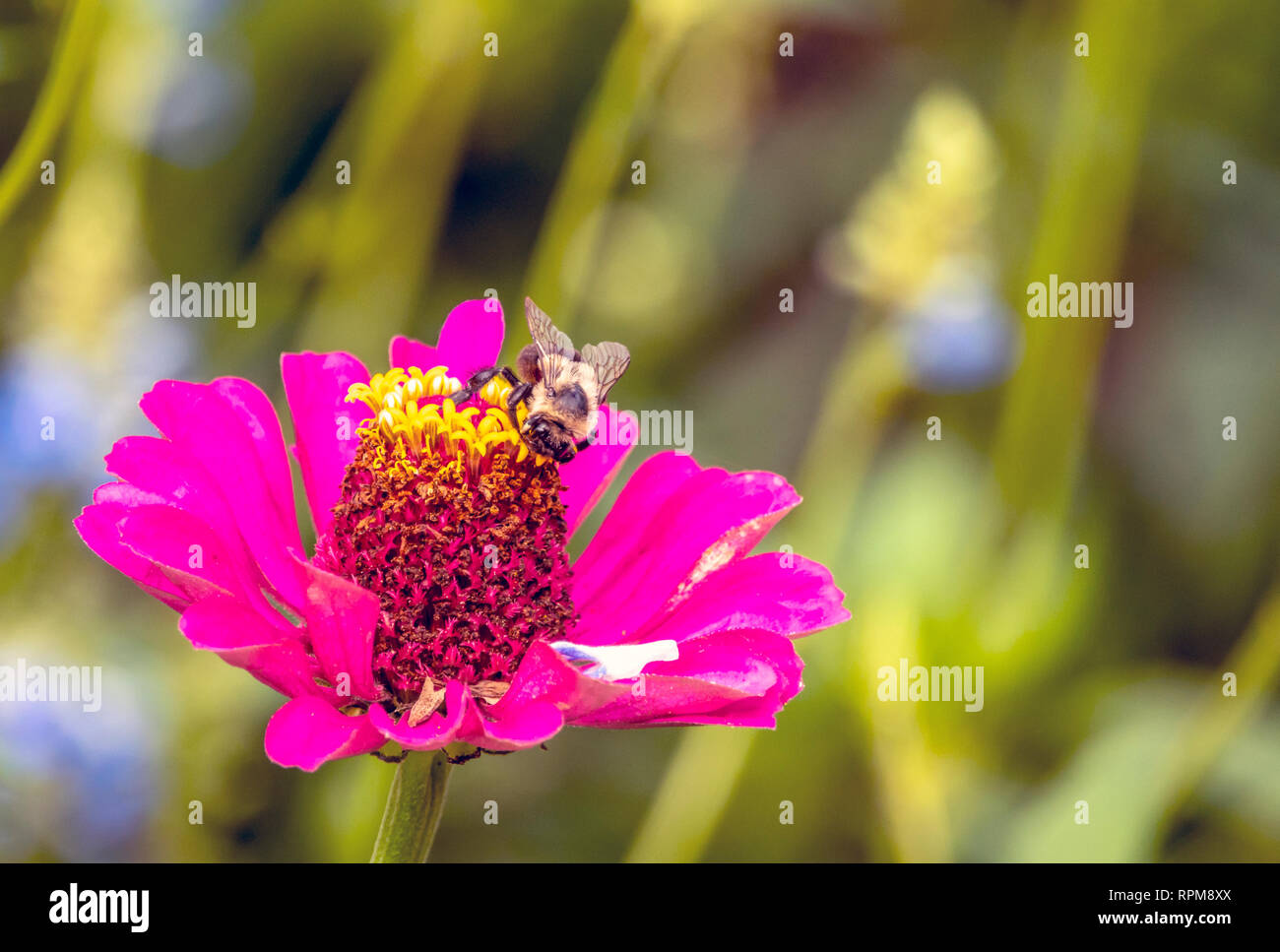 Hummel oder Hummel, Hummel oder bescheidenen - Bee ist der Gattung ...