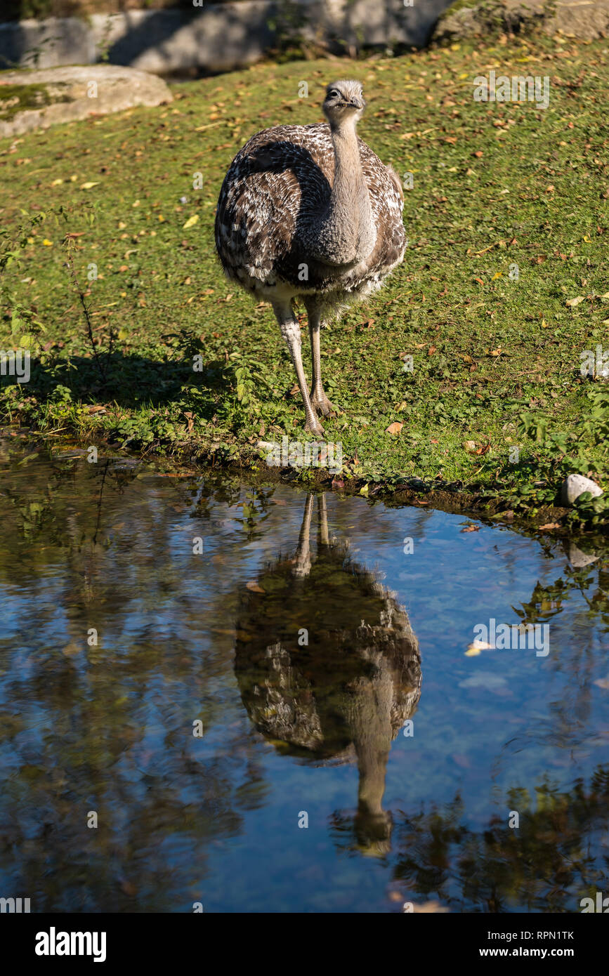 Darwins Rhea Rhea pennata auch als Lesser Rhea bekannt. Es ist ein ...