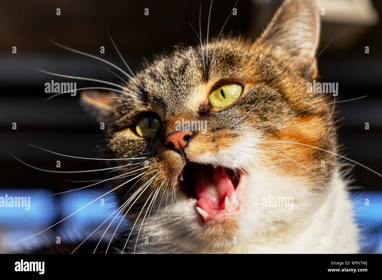 Katzenkopf mit offenem mund -Fotos und -Bildmaterial in hoher Auflösung ...