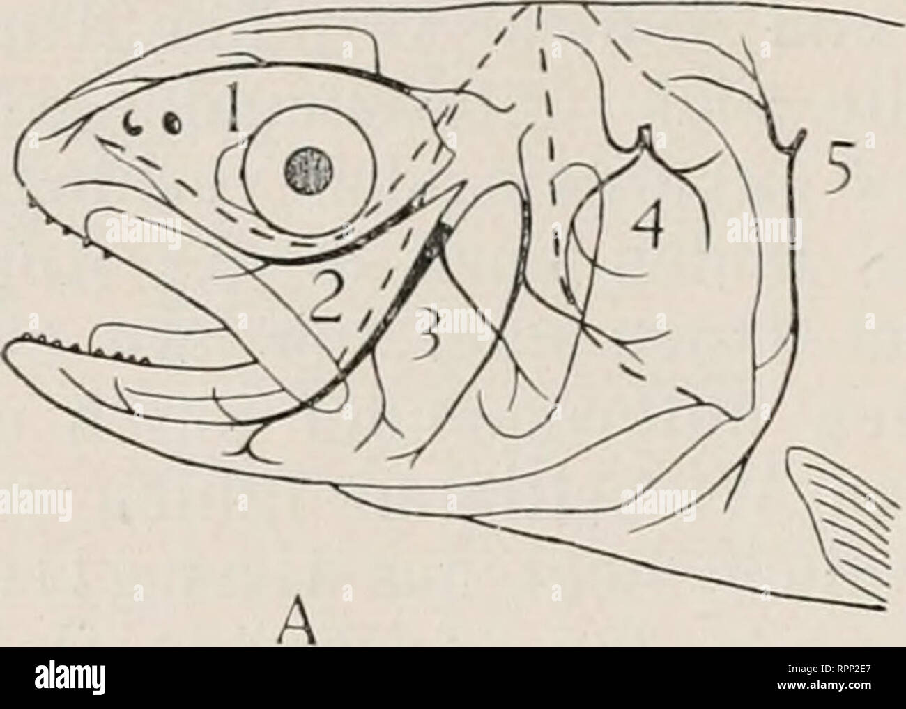 N oculomotorius -Fotos und -Bildmaterial in hoher Auflösung – Alamy