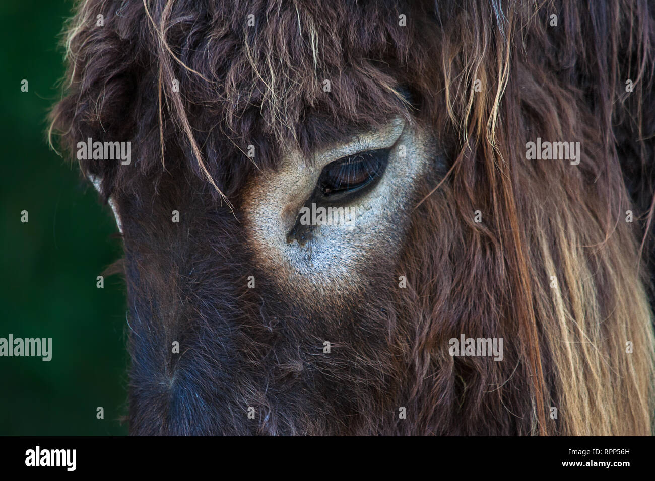 Esel auge -Fotos und -Bildmaterial in hoher Auflösung – Alamy
