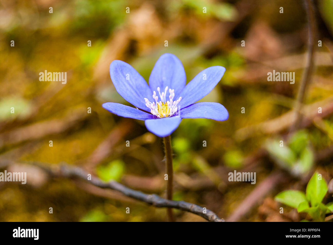 Makro Nahaufnahme der ersten blühenden zarten Leberblümchen ...