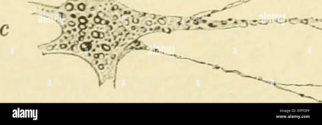 . Allgemeine Physiologie. Ein Grundriss der Lehre vom Leben. Biologie ...