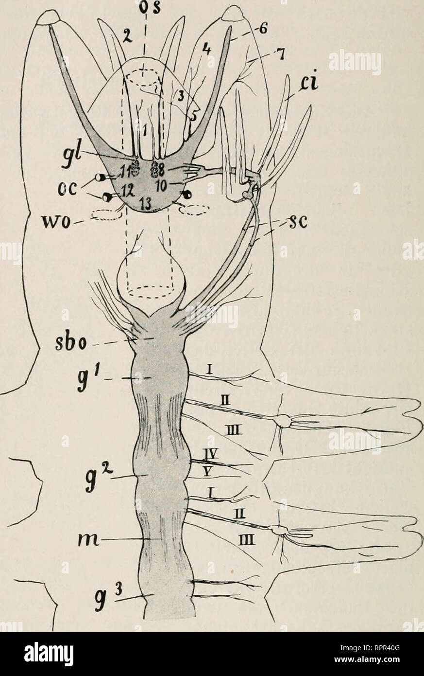 . Allgemeine Zoologie und Abstammungslehre. Evolution; Zoologie. Abb ...