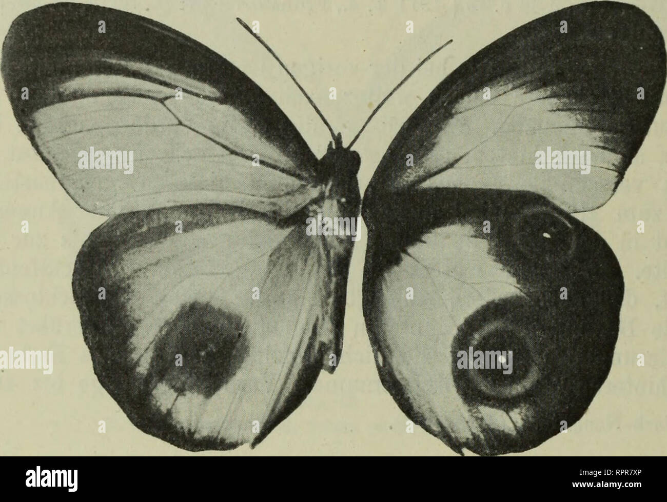 Taenaris catops -Fotos und -Bildmaterial in hoher Auflösung – Alamy