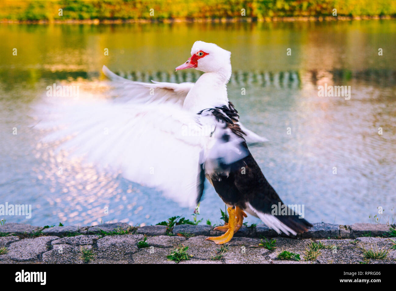Muscovy Duck Profil Portrait, richtet Flügel stehend, Fluss. Weiße ...