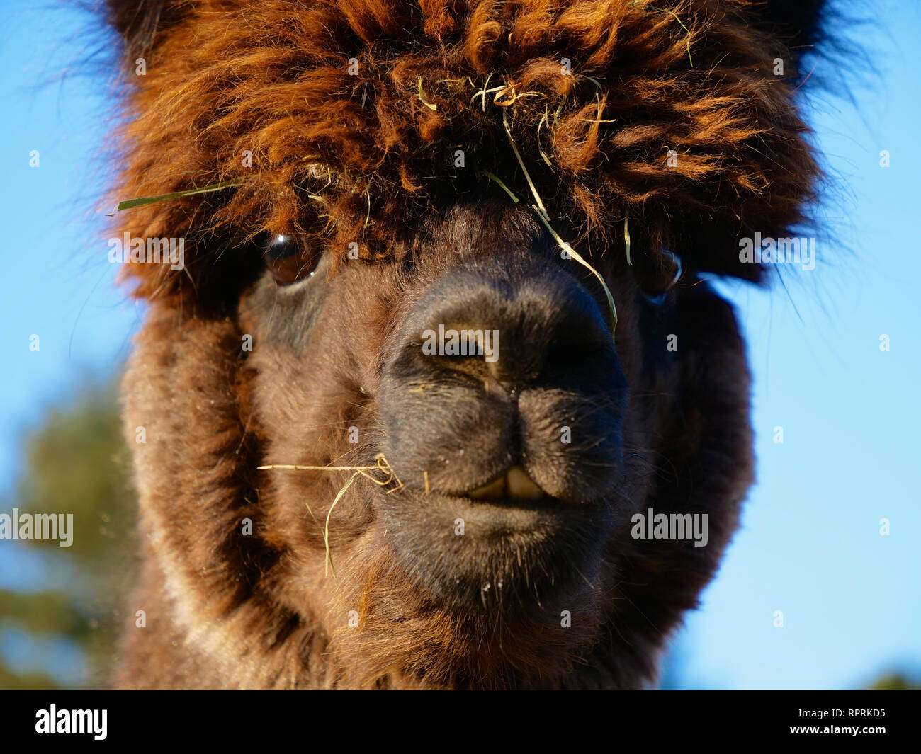Nahaufnahme von lama kopf -Fotos und -Bildmaterial in hoher Auflösung ...