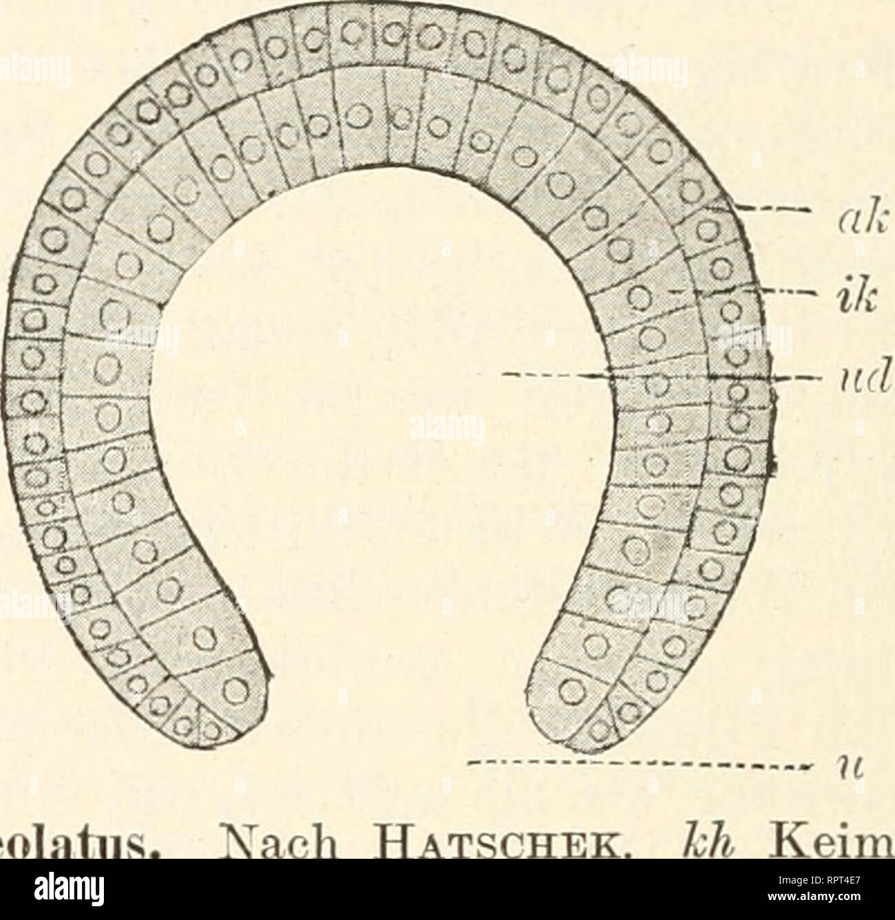 . Allgemeine Biologie. Biologie; Zellen. Abb. 487. Keimblase des ...