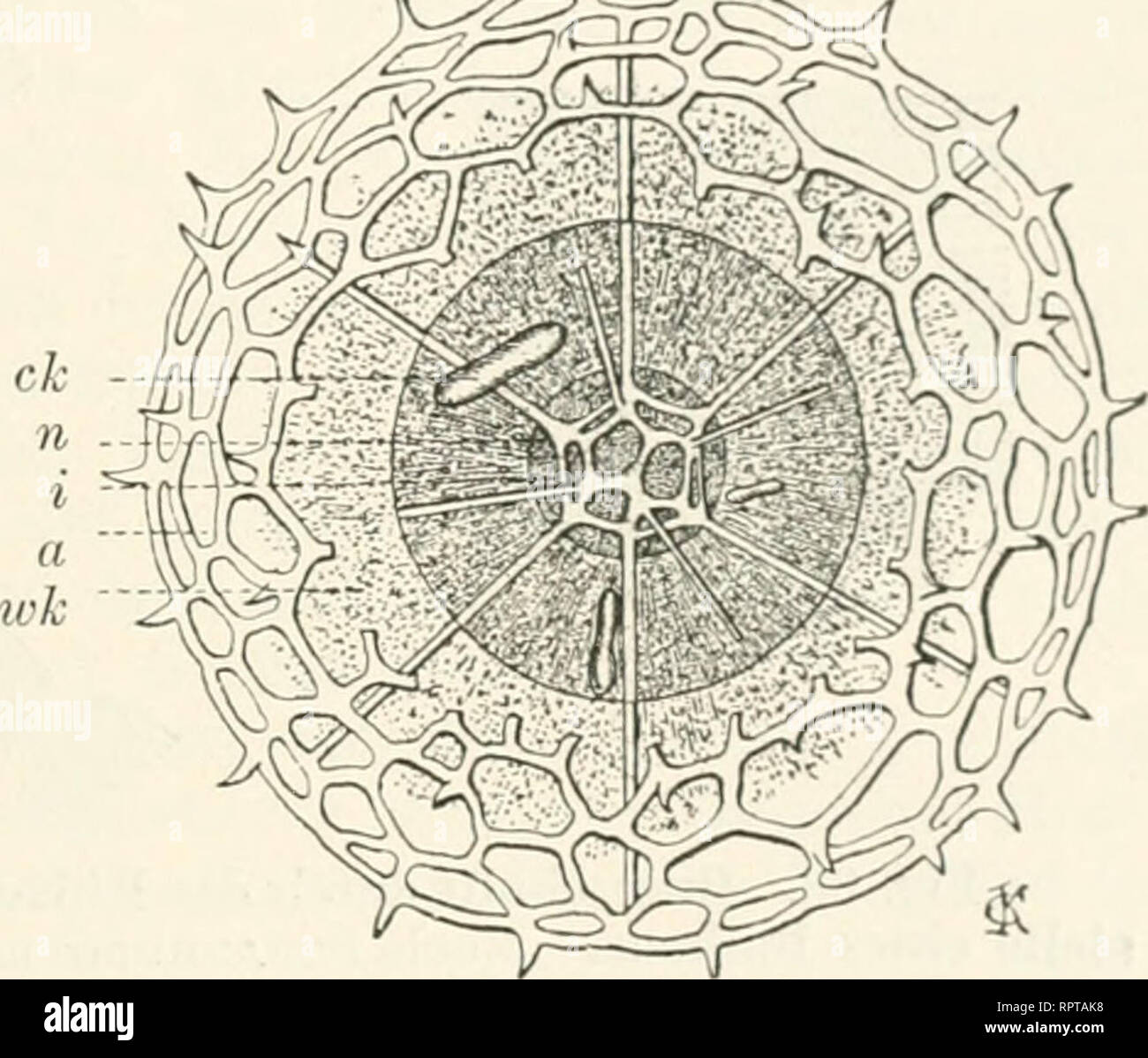 . Allgemeine Biologie. Biologie; Zellen. Die prägende Tätigkeit der ...