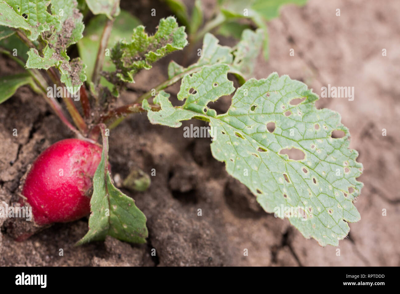 Radieschen garten -Fotos und -Bildmaterial in hoher Auflösung – Alamy