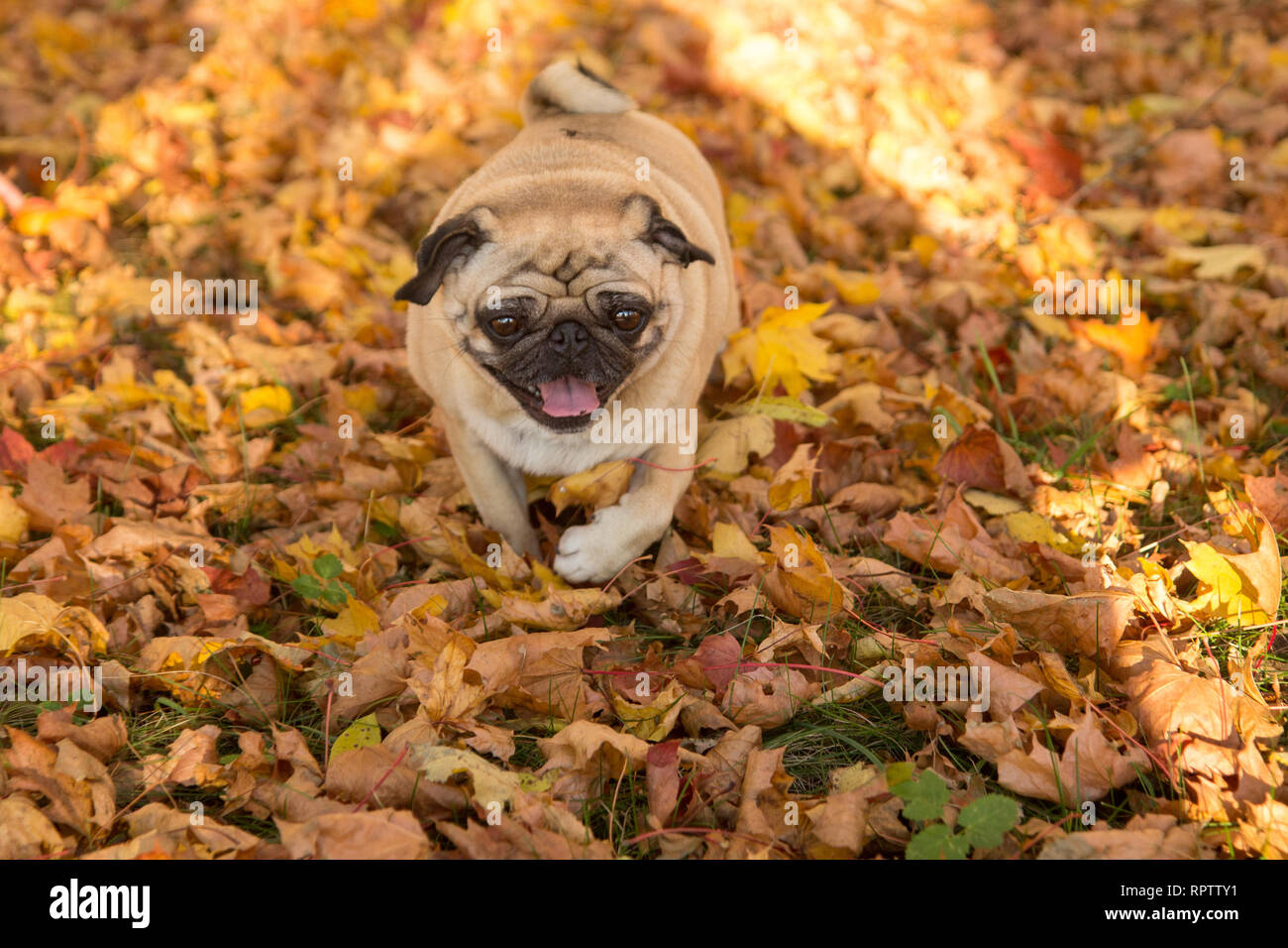 Mops hunderasse -Fotos und -Bildmaterial in hoher Auflösung – Alamy