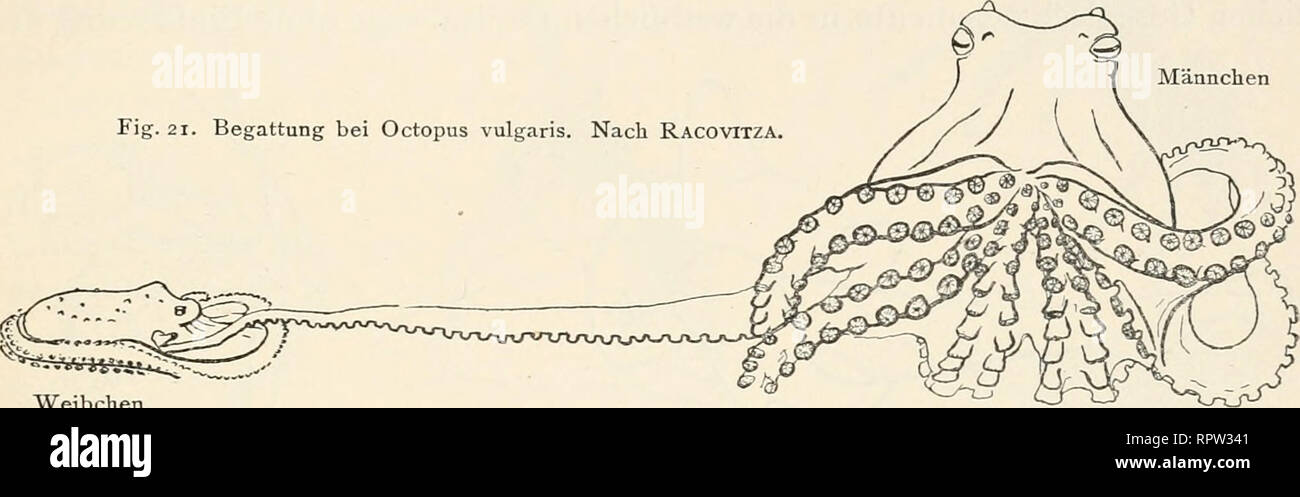 . Allgemeine Biologie;. Begattung bei Crustaceen und Cephalopoden 453 ...