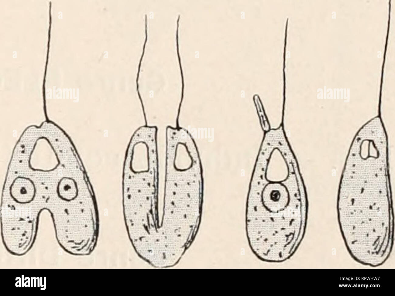 . Album général des diatomées Marines, Eau d'Douce ou Fossilien: Album ...