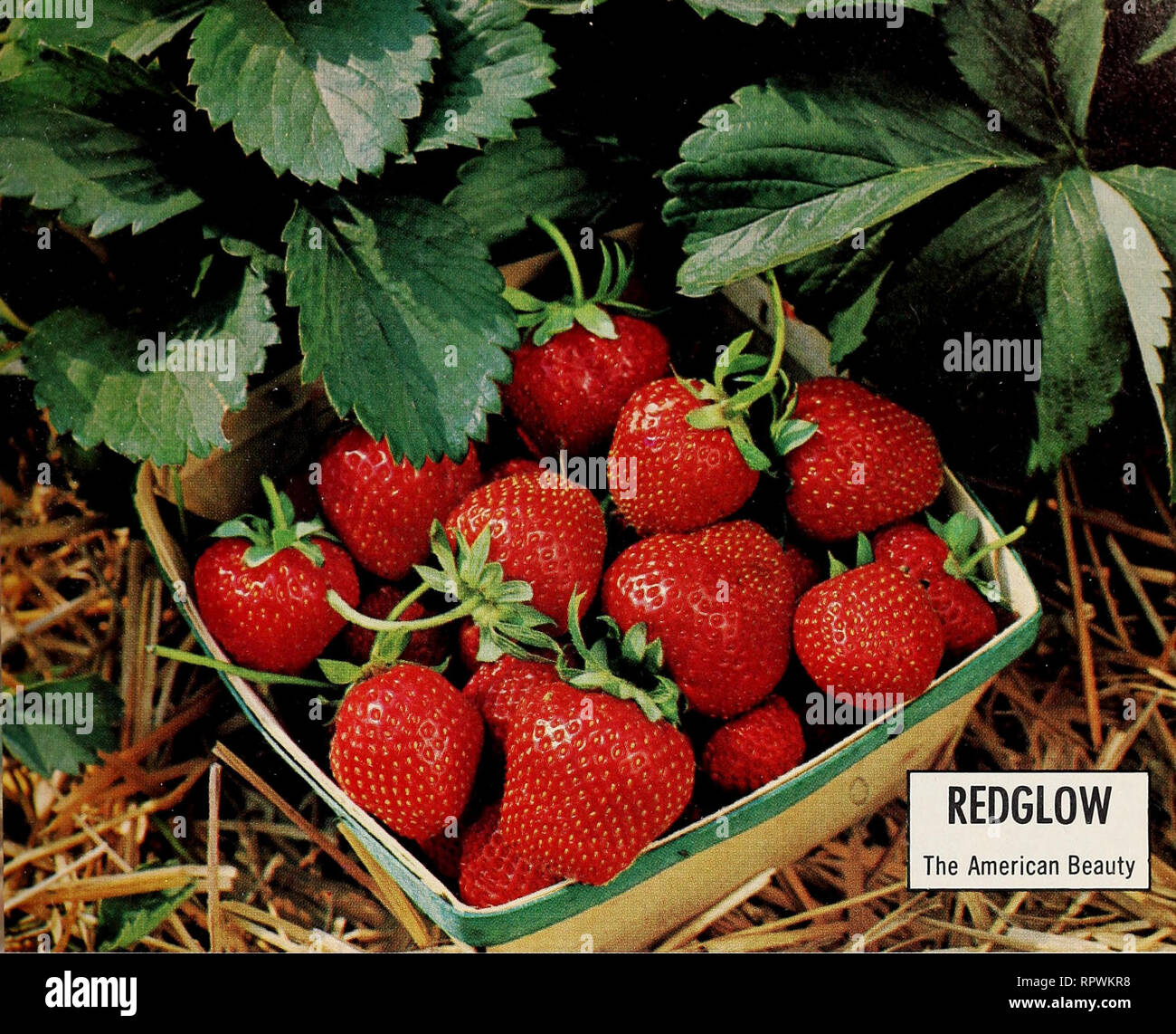 . Allen's 81. Buch von Beeren. Baumschulen (Gartenbau) Maryland ...