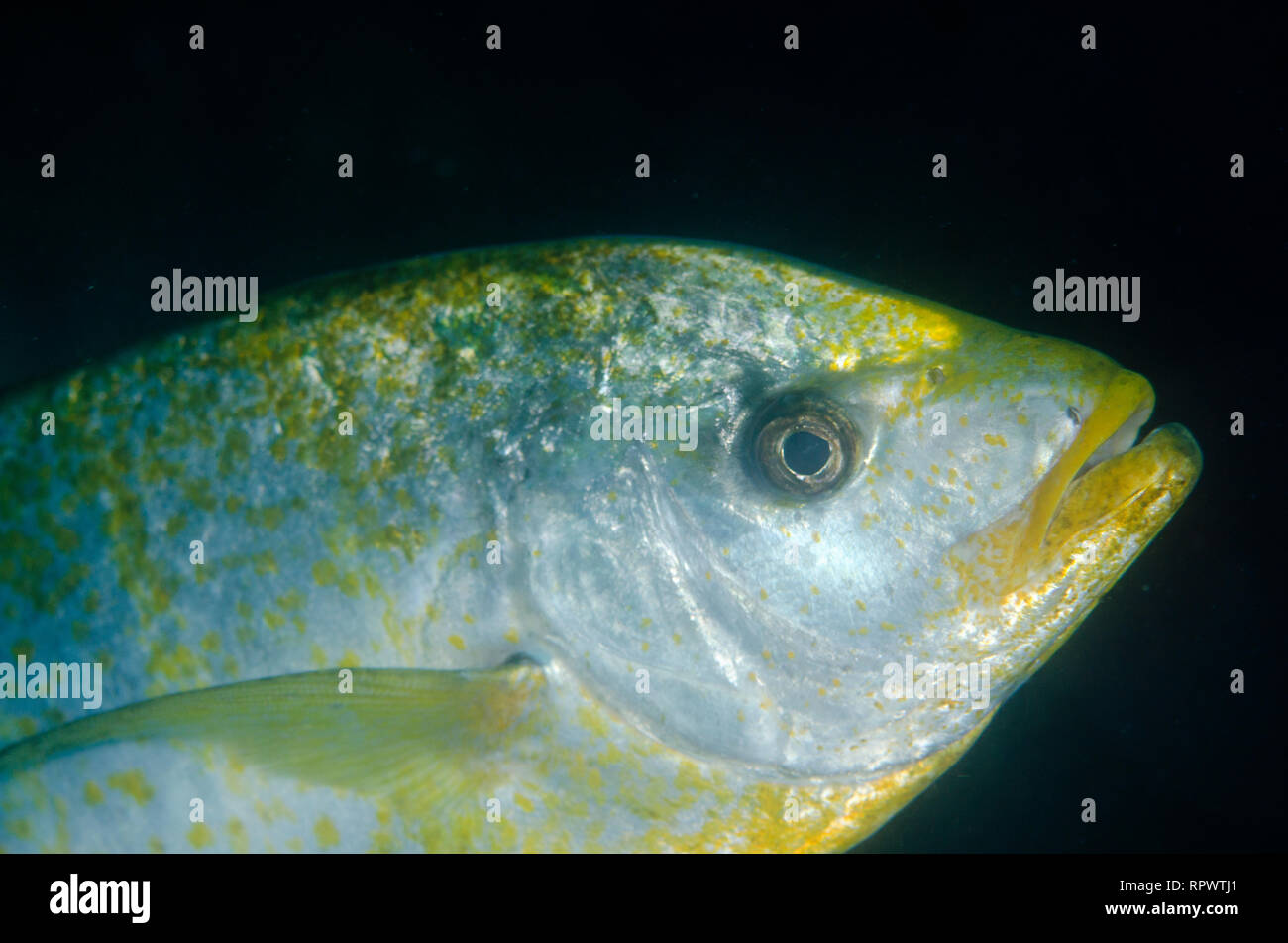 Orange-fleckiger Trevally, Carangoides bajad, Tauchplatz ohne Wettkampf ...