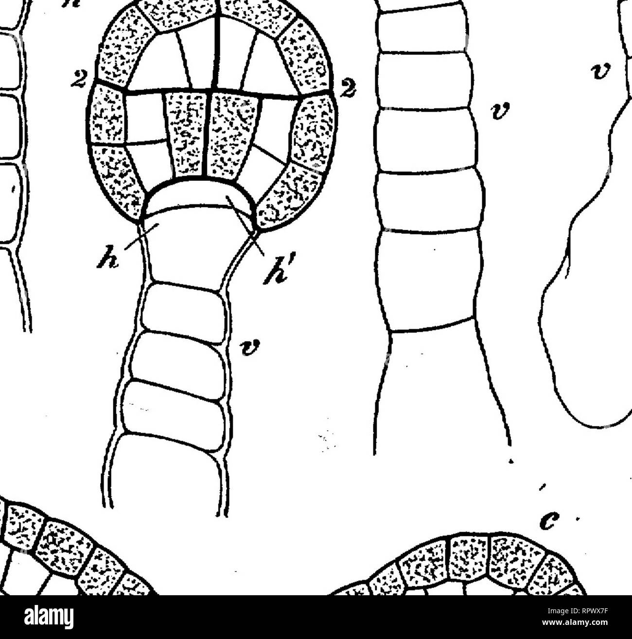 . Lehrbuch der Botanik, morphologischen und physiologischen. Botanik ...