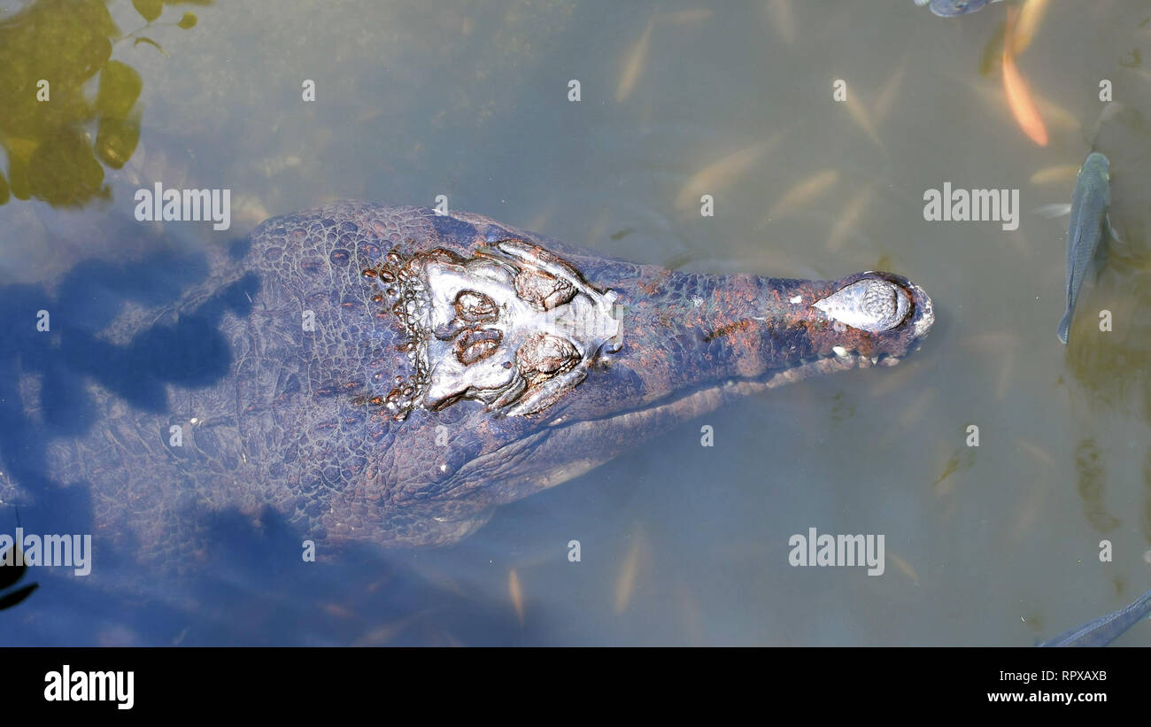 Sunda gavial -Fotos und -Bildmaterial in hoher Auflösung – Alamy