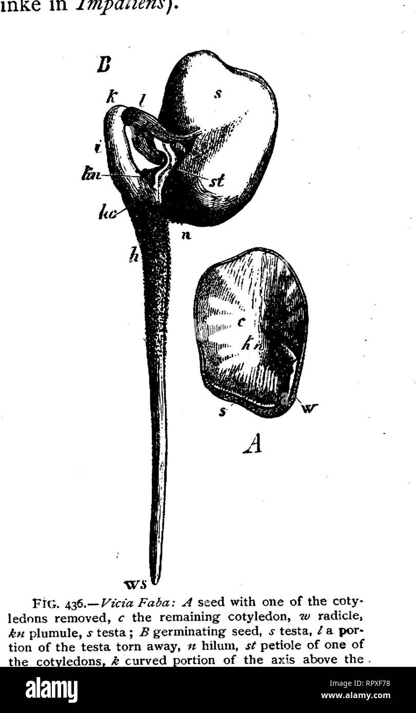 . Lehrbuch der Botanik, morphologischen und physiologischen. Botanik ...