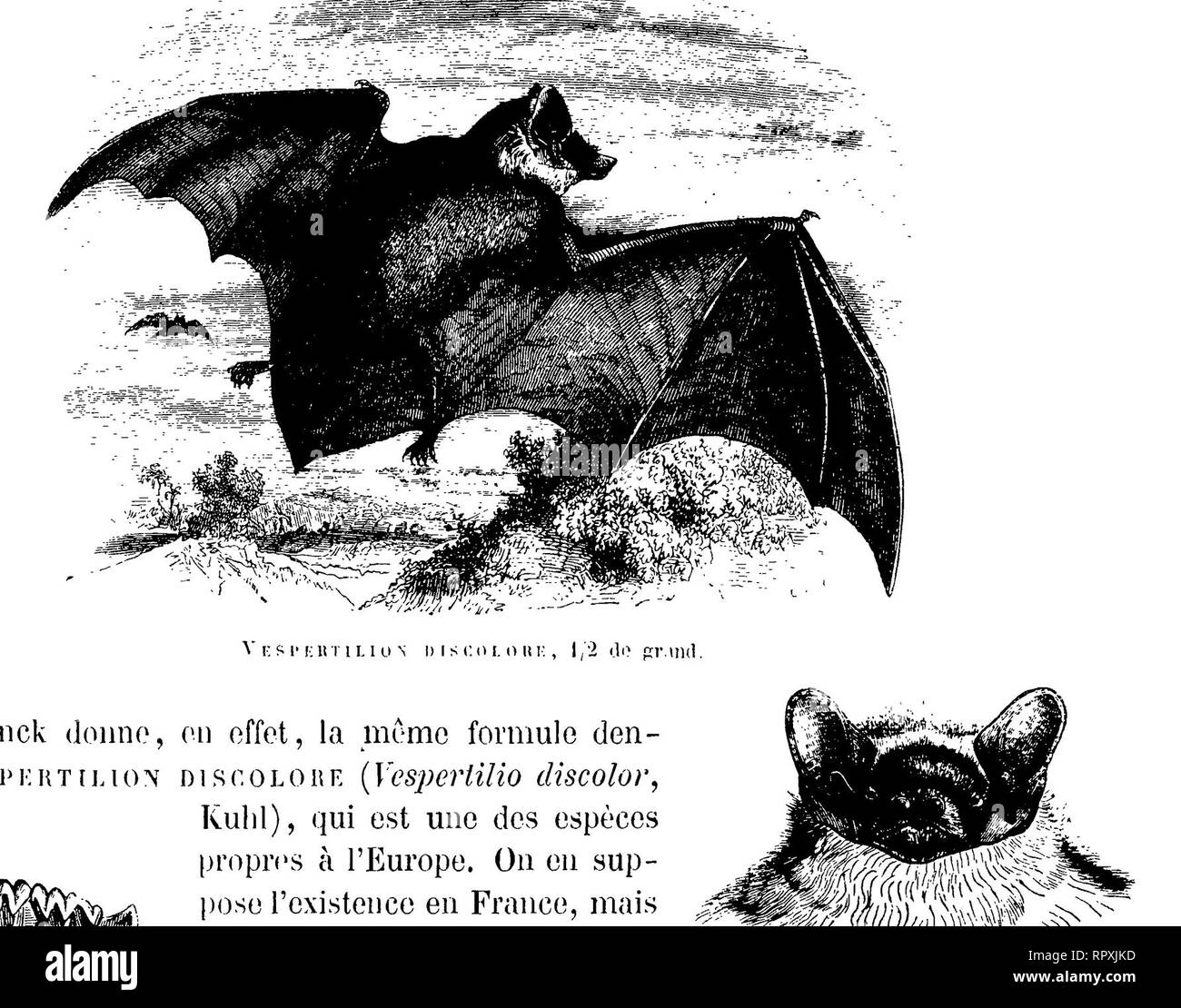 Grandes oreilles -Fotos und -Bildmaterial in hoher Auflösung – Alamy