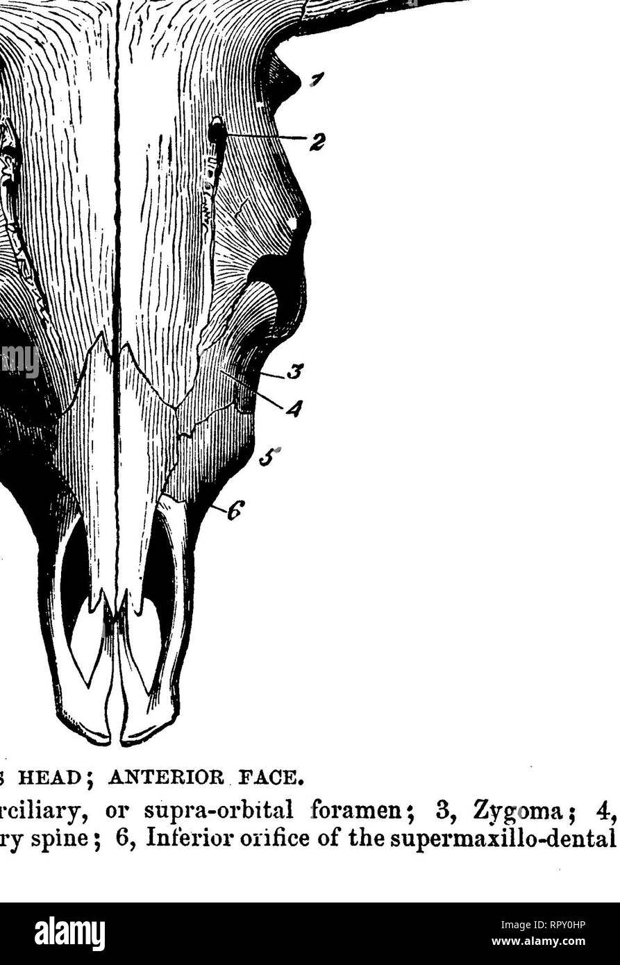 . Die vergleichende Anatomie der domestizierten Tiere. Veterinär ...