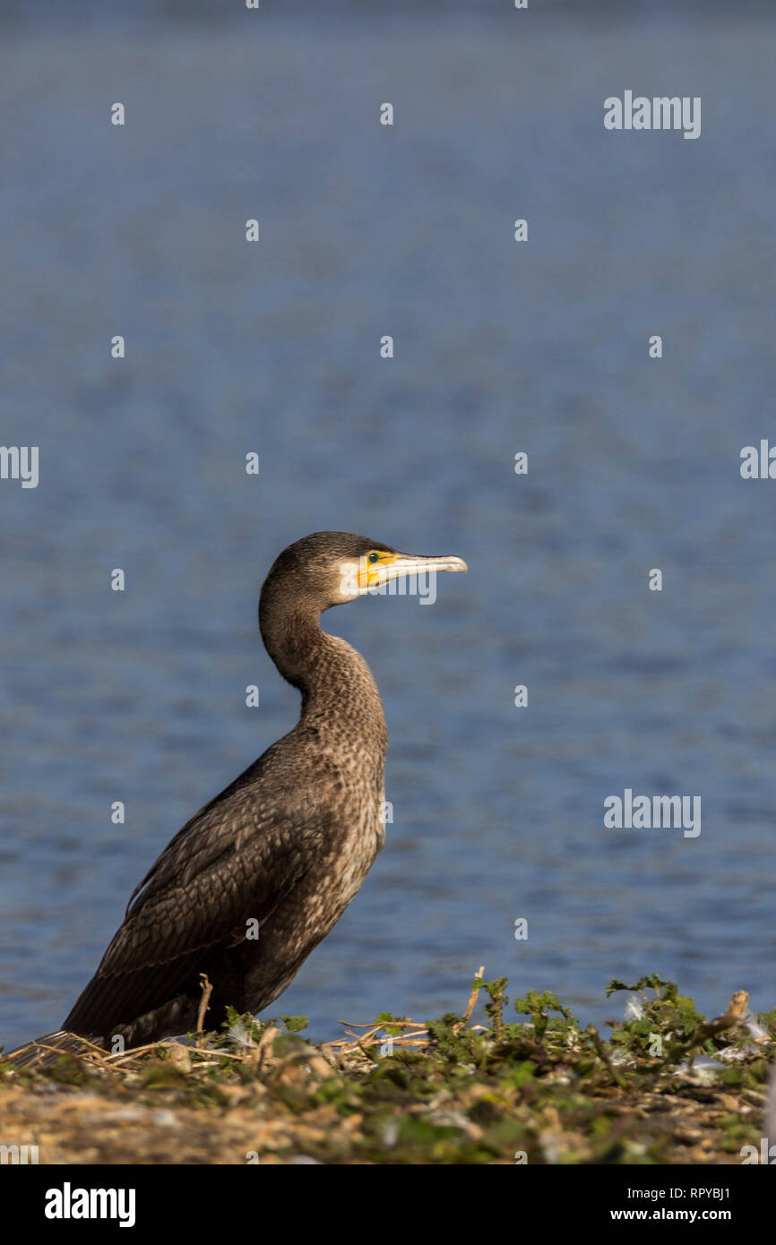 Langer dicker hals -Fotos und -Bildmaterial in hoher Auflösung – Alamy