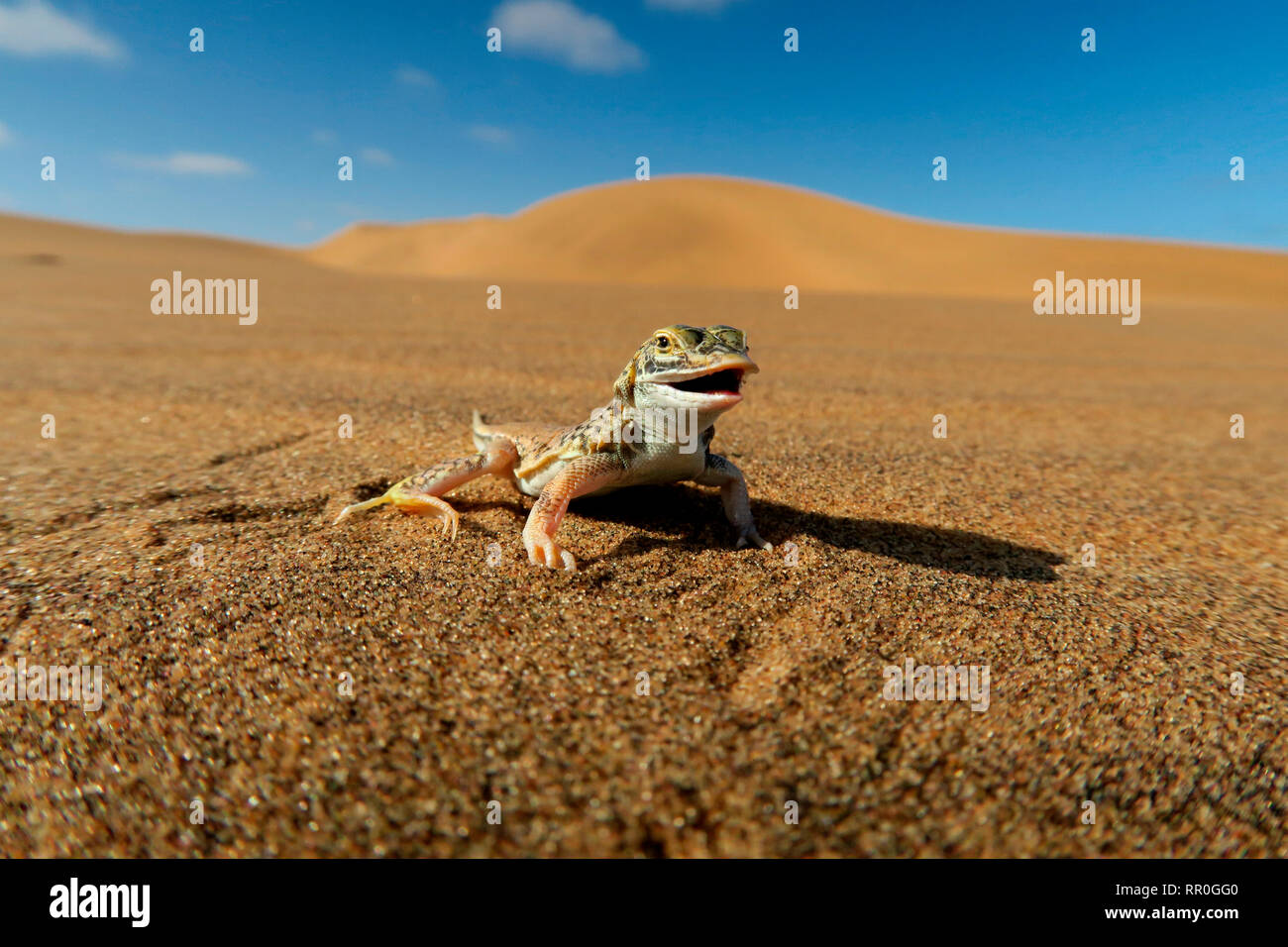 Namibia eidechse -Fotos und -Bildmaterial in hoher Auflösung – Alamy