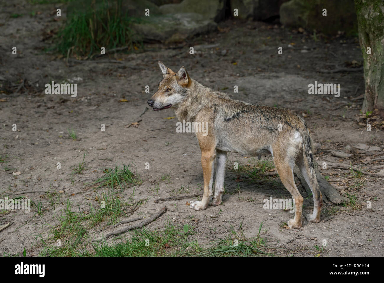 The eurasian wolf canis lupus lupus -Fotos und -Bildmaterial in hoher ...