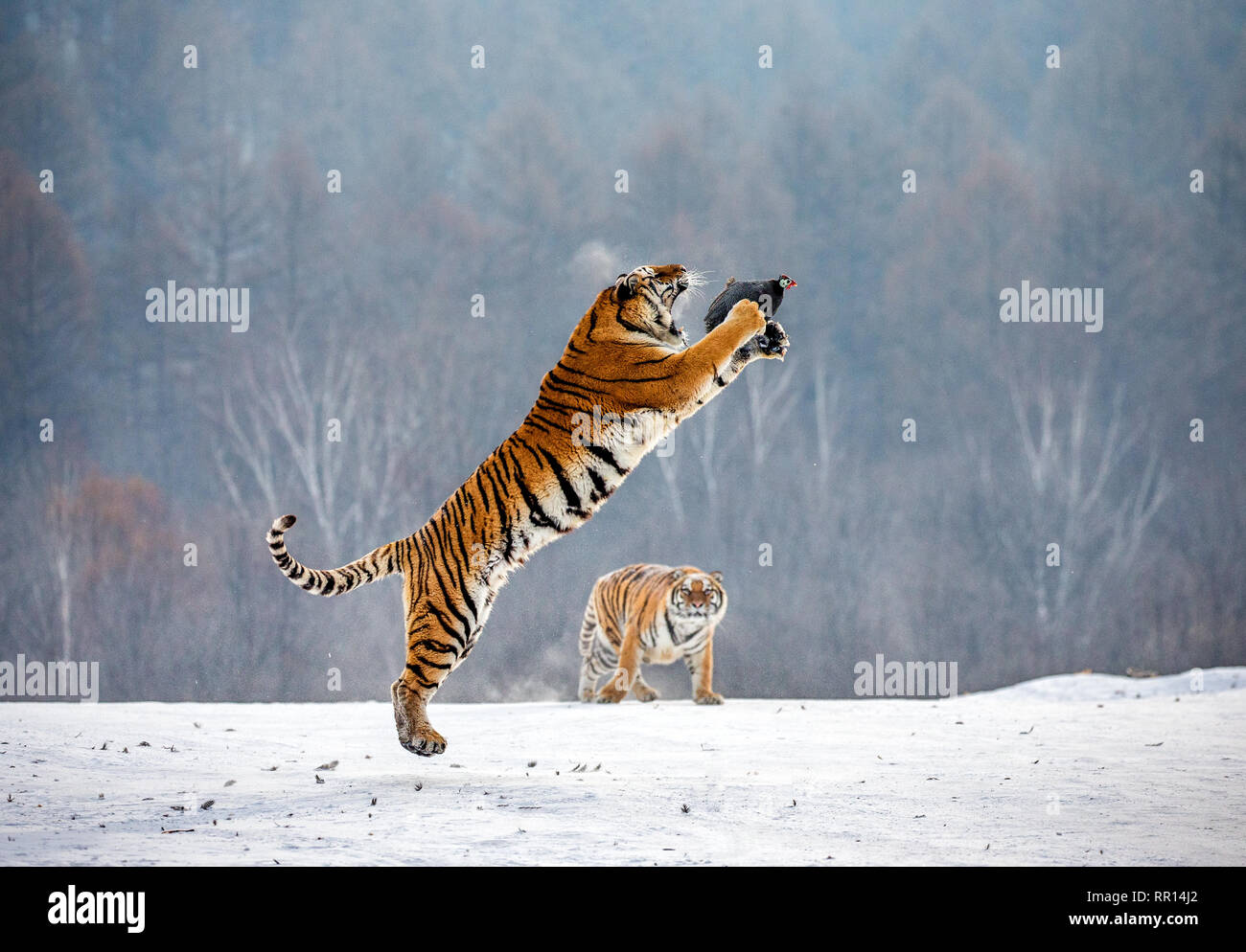 Sibirische Tiger in einer verschneiten Waldlichtung fangen ihre Beute ...