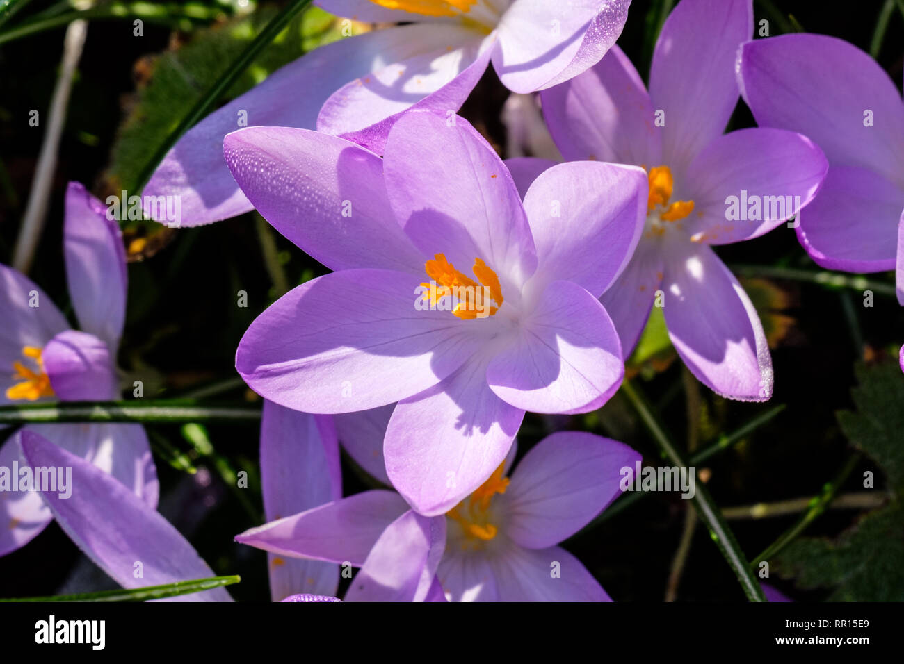 Lila lila gelb -Fotos und -Bildmaterial in hoher Auflösung – Alamy