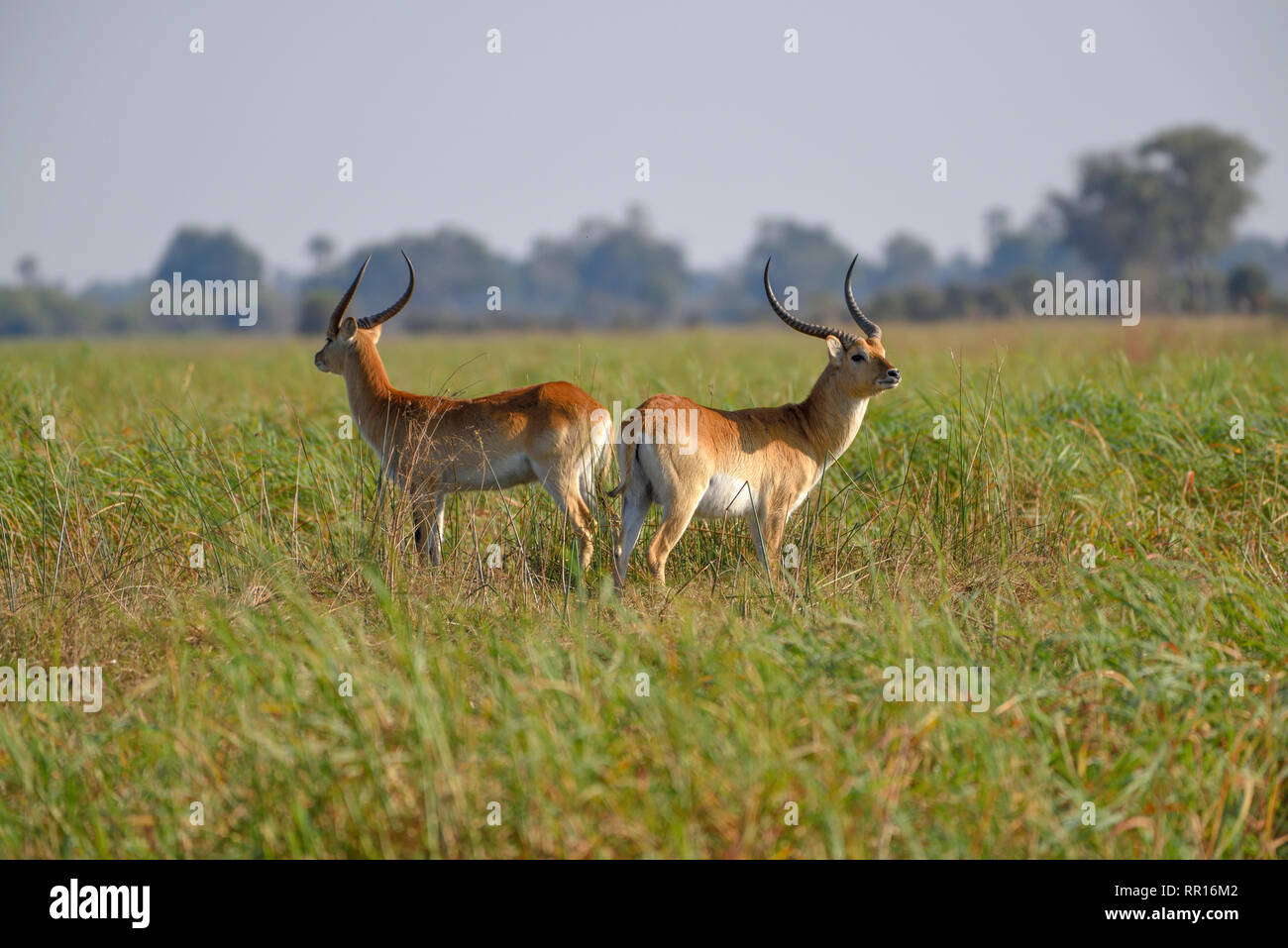 Kobus Leche Leche Stockfotos und -bilder Kaufen - Alamy