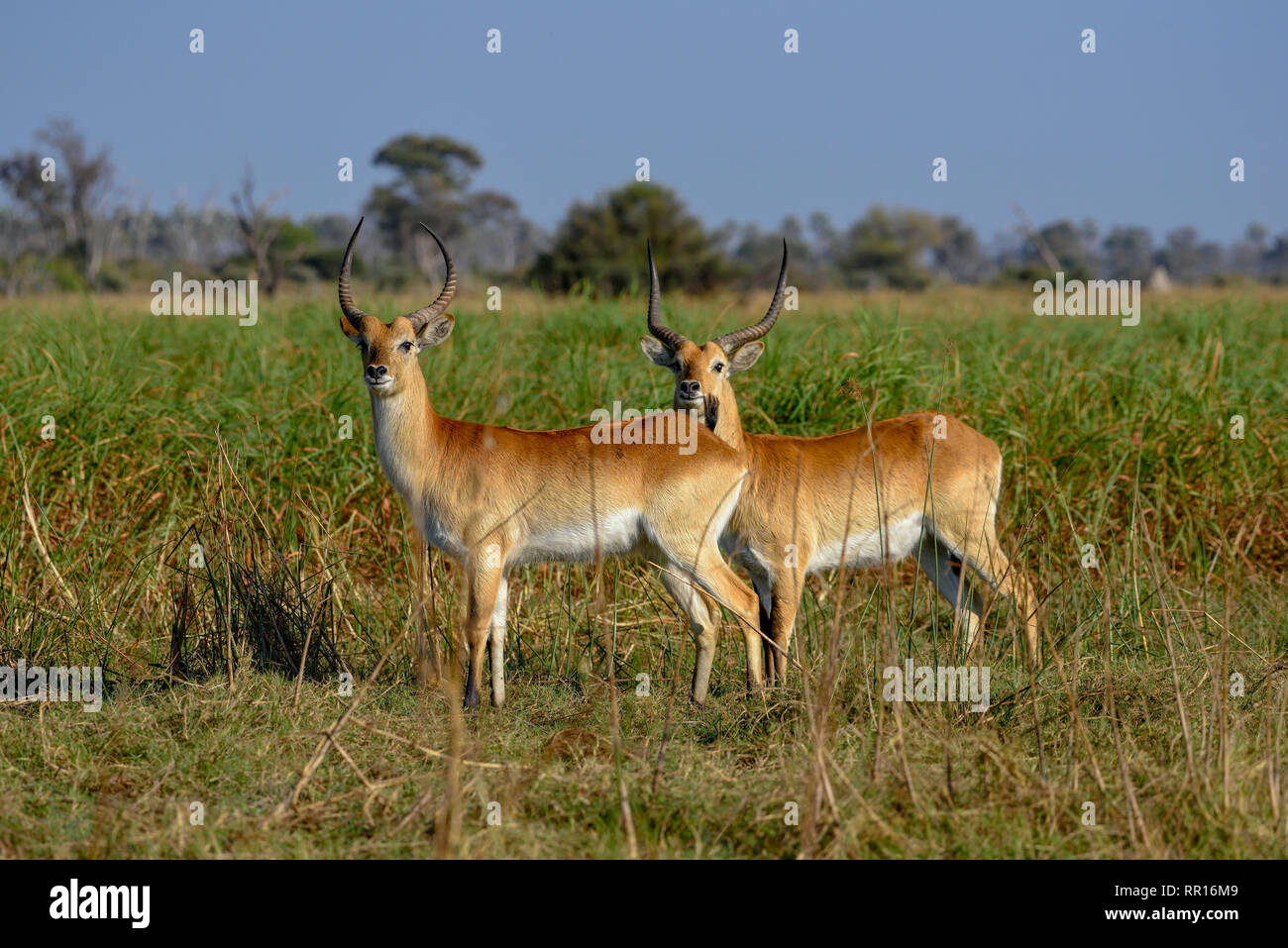 Kobus leche leche -Fotos und -Bildmaterial in hoher Auflösung – Alamy