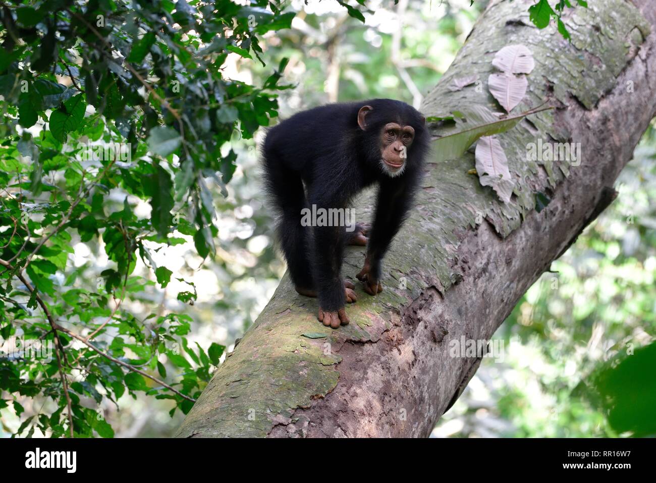 Pfanne troglodyte verus -Fotos und -Bildmaterial in hoher Auflösung – Alamy