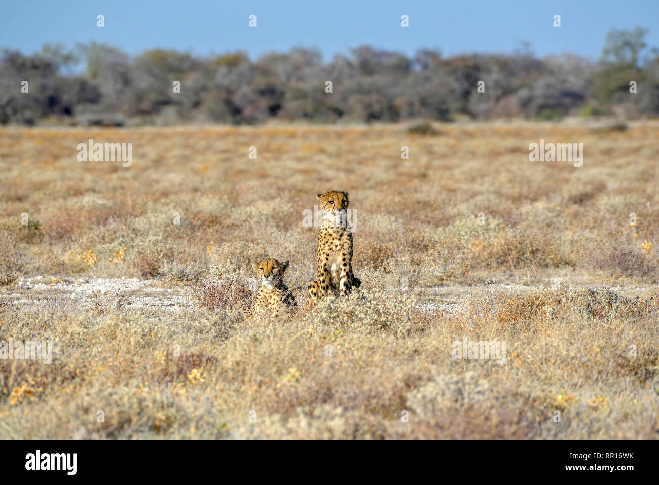 Gepard Auf Der Jagd Stockfotos und -bilder Kaufen - Alamy