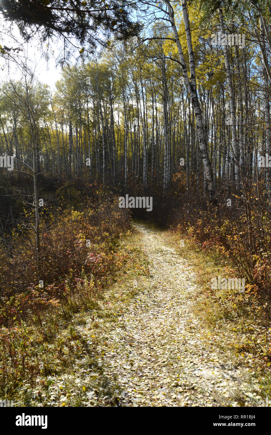Wandern im herbstwald -Fotos und -Bildmaterial in hoher Auflösung – Alamy