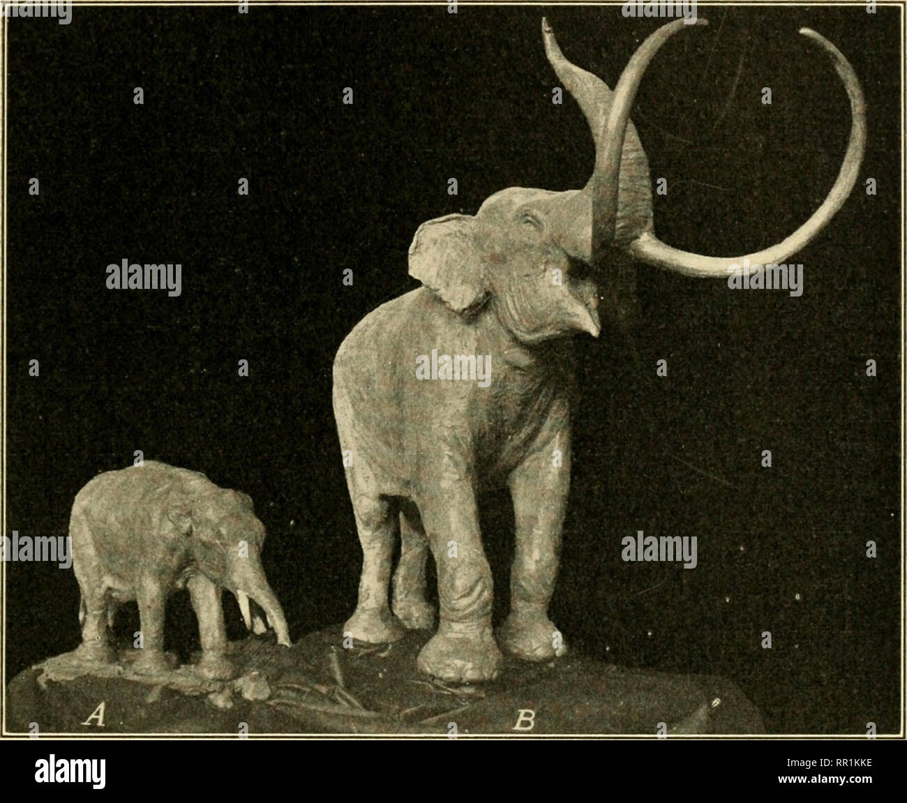 Mammuthus imperator -Fotos und -Bildmaterial in hoher Auflösung – Alamy