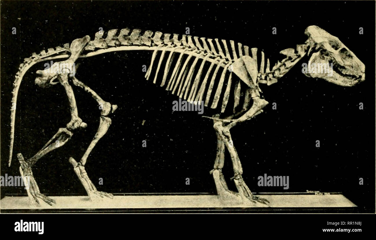 . Das Zeitalter der Säugetiere in Europa, Asien und Nordamerika ...