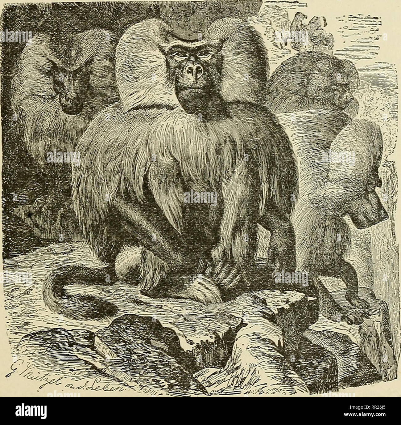 . Abenteuer - Reisen - Exploration. Roosevelt, Theodore, 1858-1919 ...