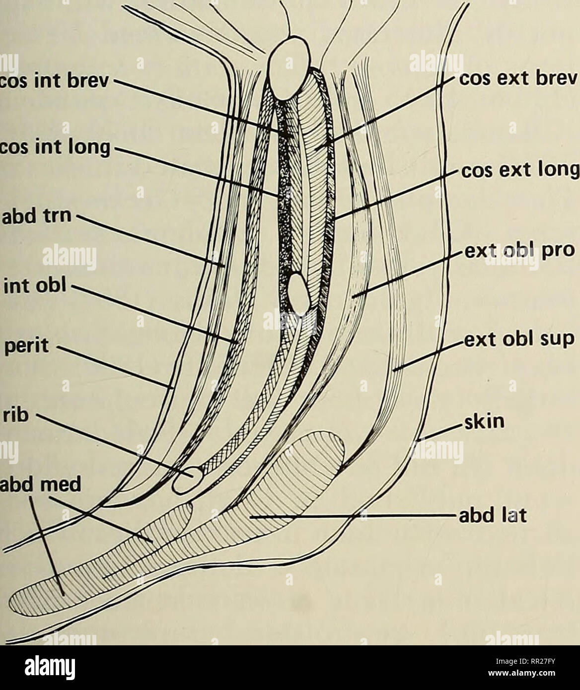 M Rectus Lateralis Stockfotos und -bilder Kaufen - Alamy